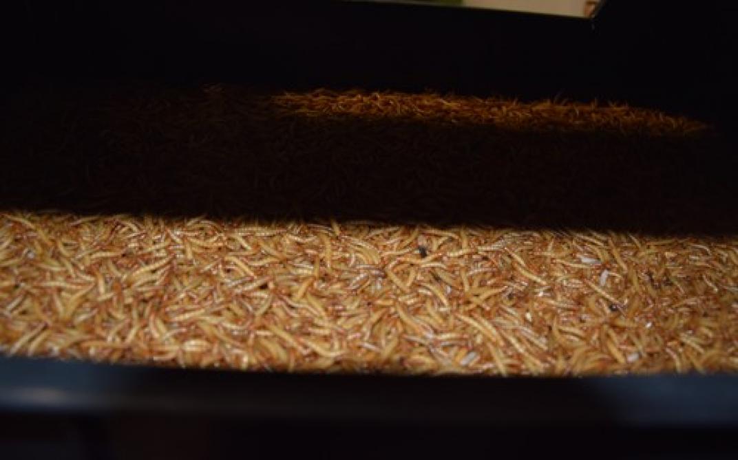 Insectenkweek voor duurzame landbouw - Landbouwleven