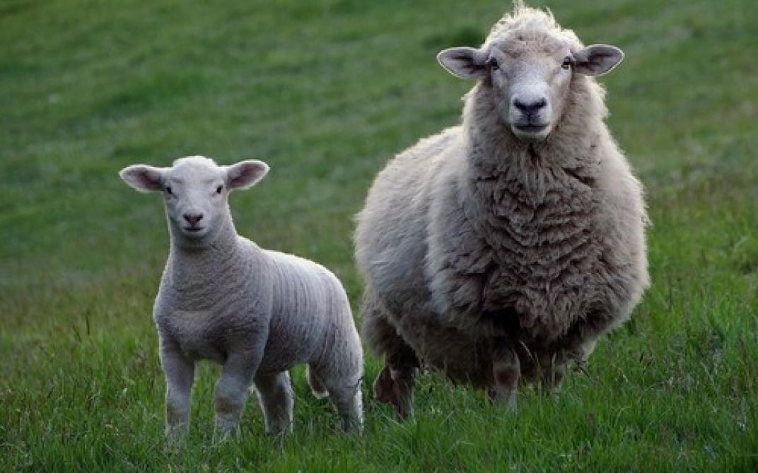 'Schone Schaapjes, genieten op de boerderij..' - Landbouwleven