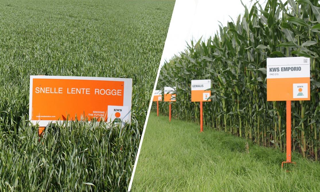 Teeltplan korrelmaïs KWS Emporio en Snelle Lente Rogge financieel nu extra interessant ...