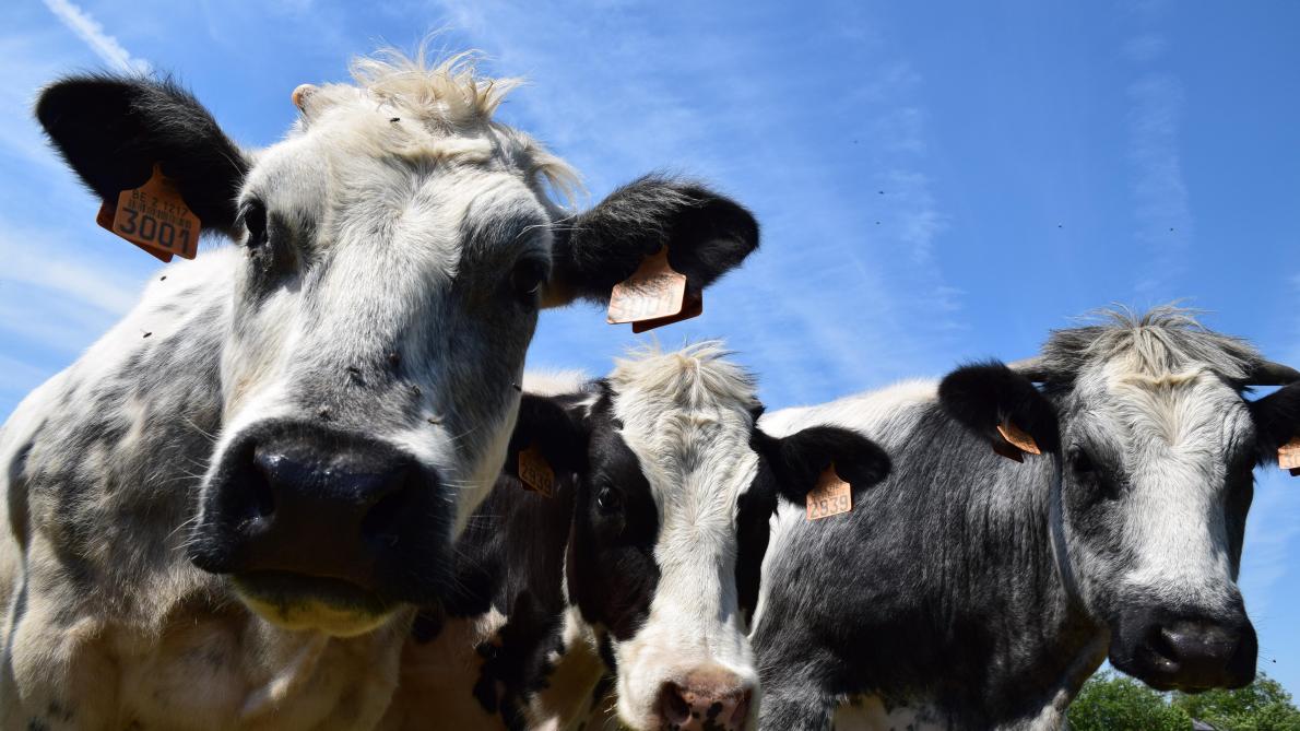 Veertiendaagse van het Belgisch rundvlees van 5 tot 20 mei - Landbouwleven