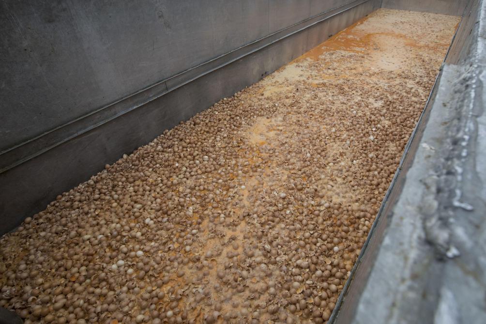 Nederlandse pluimveesector in hoger beroep in fipronilzaak - Landbouwleven