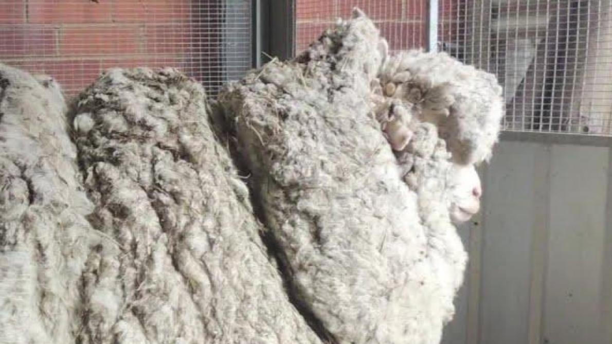 Chris het schaap, bekend voor zijn vacht, is overleden - Landbouwleven