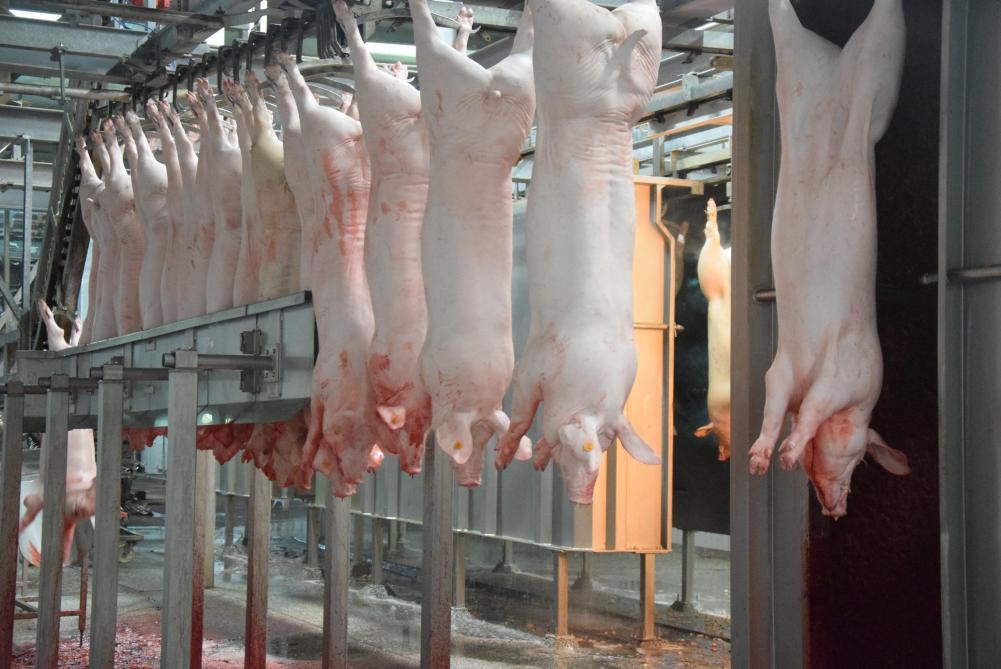 Nieuw erkenningssysteem voor slachthuizen in de maak - Landbouwleven