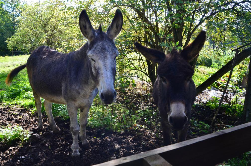 De ezel: een loyale en slimme vriend, met de nadruk op slim ...