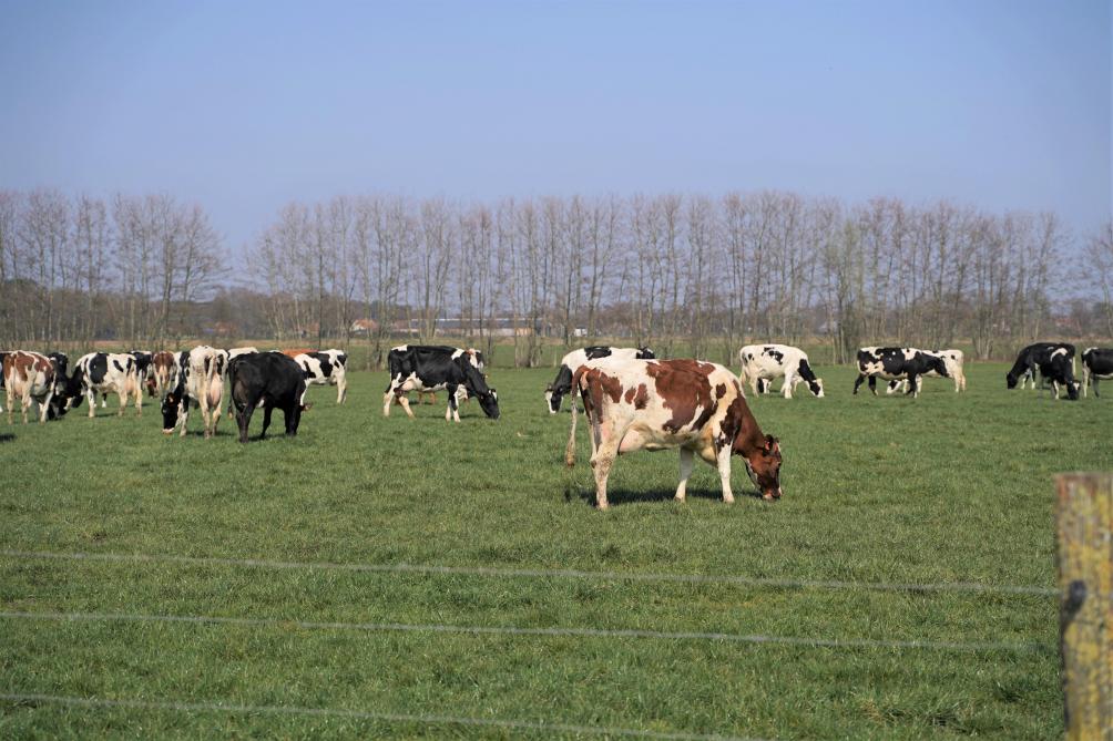 Melkrobots en weidegang zijn te combineren - Landbouwleven