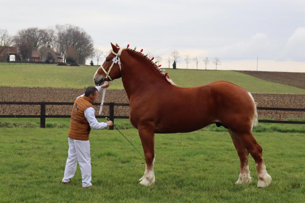 Hengstenkeuring Vlaams Paard - Landbouwleven