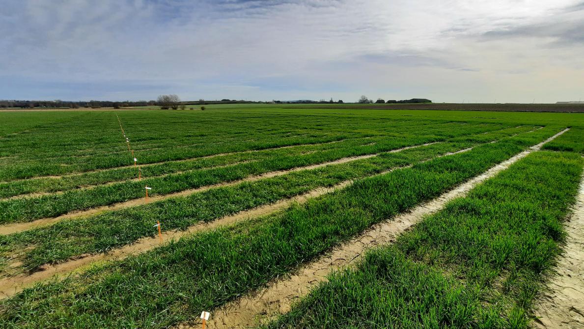 Bladziekten wintertarwe, een dunne lijn tussen inputs en opbrengst om nettowinst te ...
