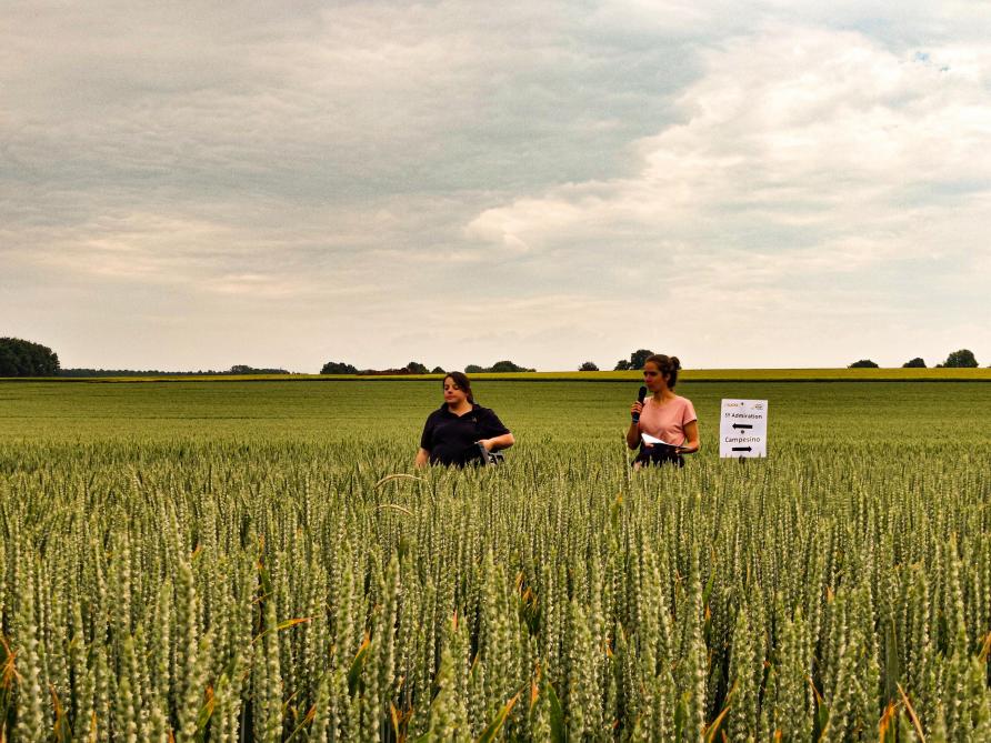 Rondgang PIBO: tal van tarwe- en gerstrassen blijken beloftevol bij ...
