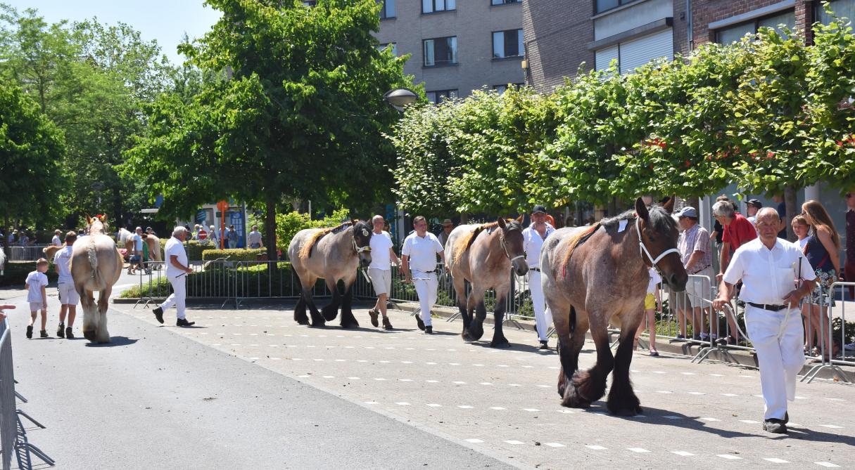 Interprovinciale prijskamp voor het Belgisch trekpaard - Landbouwleven