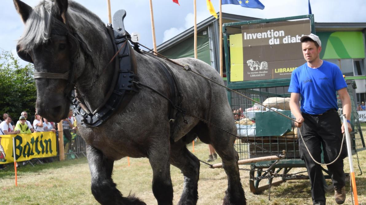 Libramont 2023: leren over paarden met gelijkgestemde zielen ...