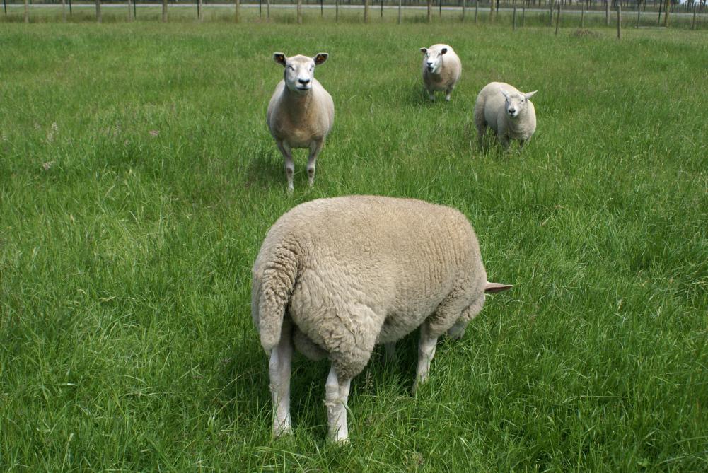 Blauwtong bij schapen in Nederland hoogstwaarschijnlijk serotype 3 - Landbouwleven