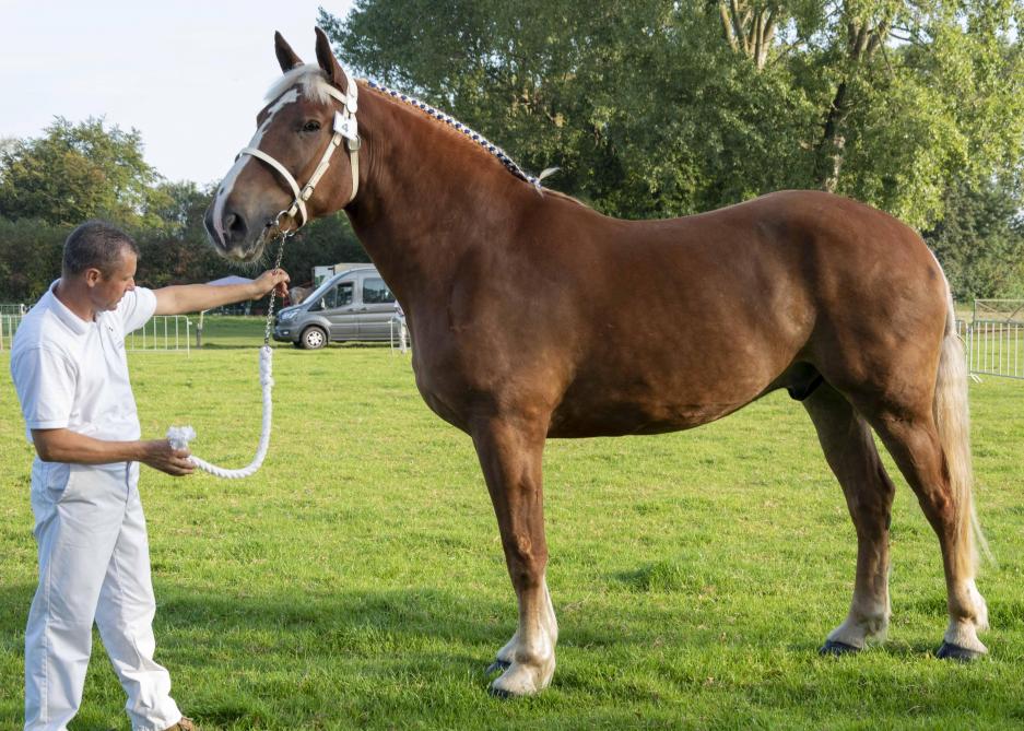 Nationale Prijskamp van het Vlaams Paard - Landbouwleven