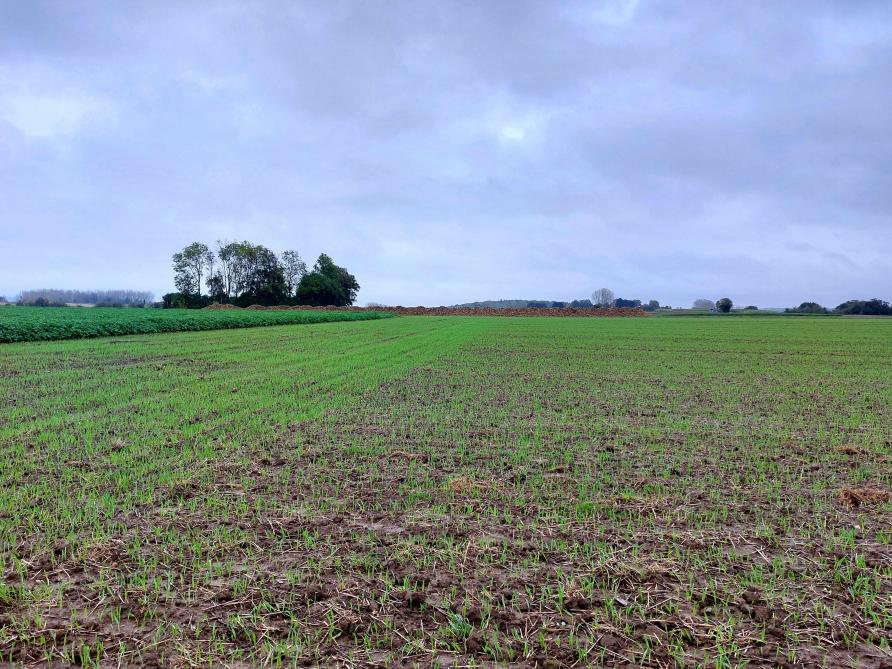 Weersomstandigheden remden verdere bladluisuitbreiding - Landbouwleven