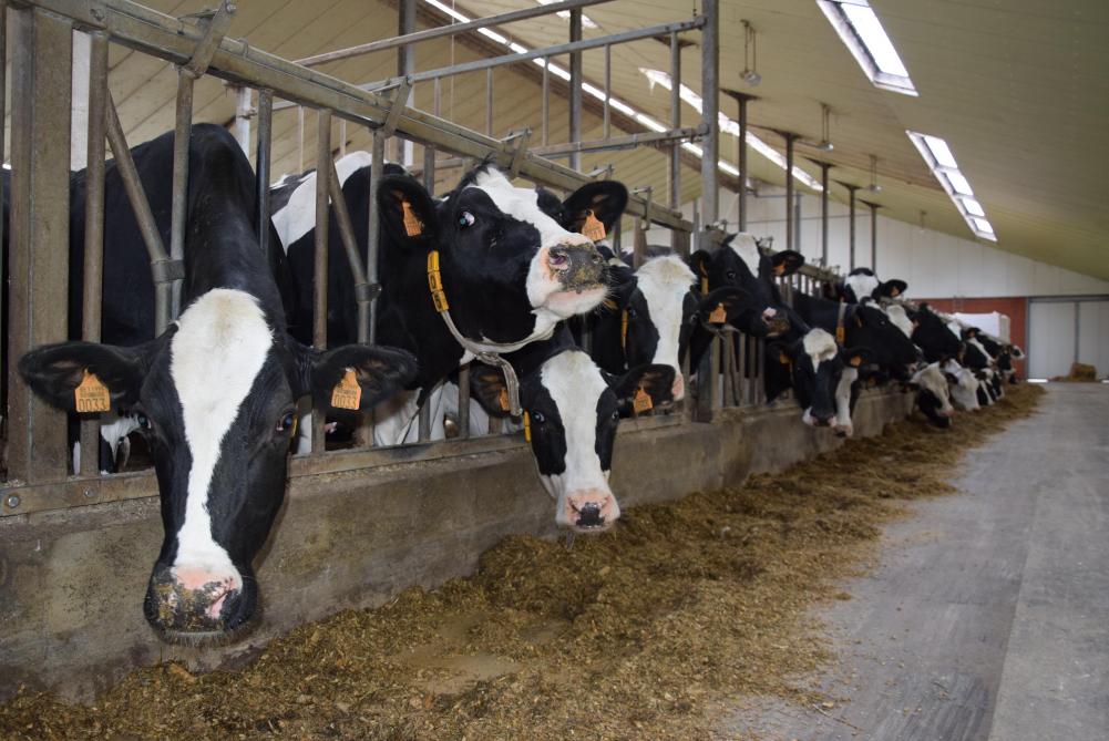 Het juiste rantsoen per productiegroep rendeert - Landbouwleven