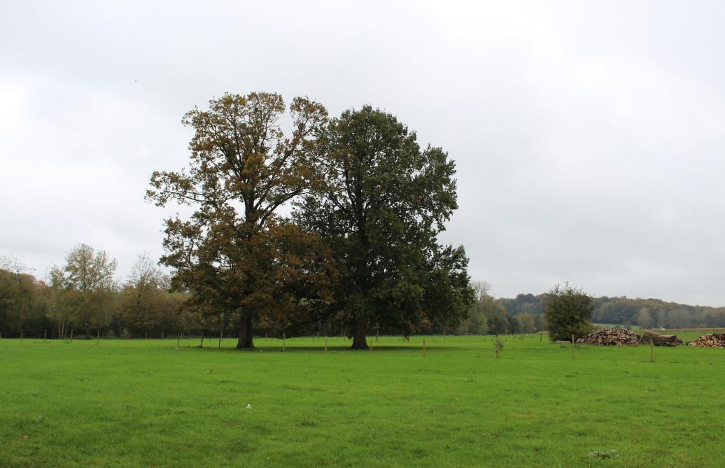 Politiek akkoord bereikt over Europese natuurherstelwet - Landbouwleven
