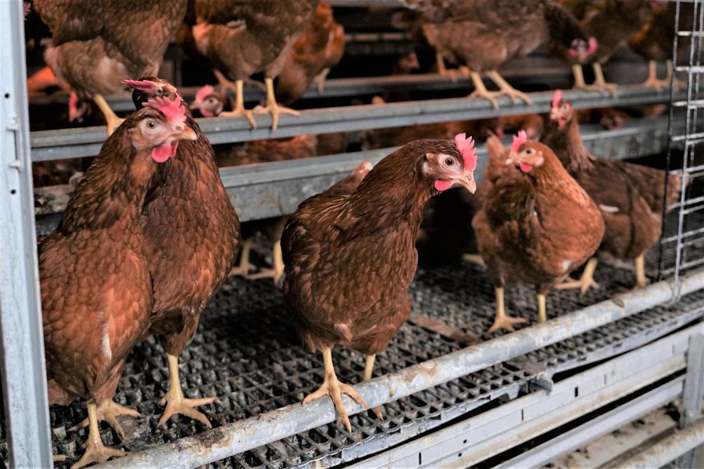 Maatregelen en technieken voor ammoniakreductie in varkens- en pluimveesector - Landbouwleven