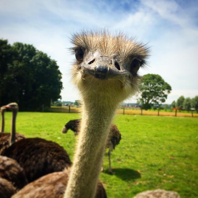 Wijzigingen voor het houden van loopvogels voor de landbouw - Landbouwleven