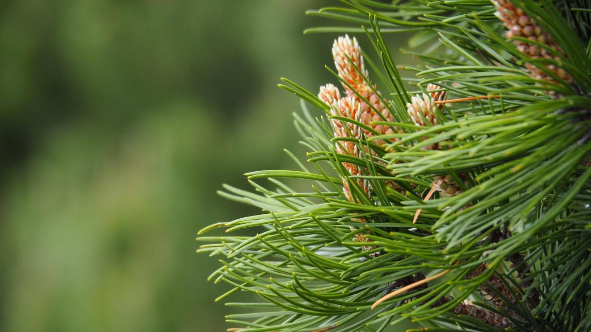 Pinus: de echte dennenboom - Landbouwleven