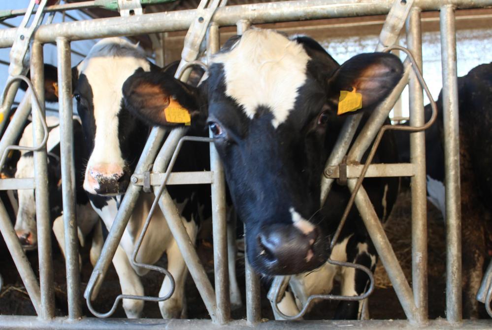 IBR vastgesteld bij runderen in West-Vlaanderen - Landbouwleven