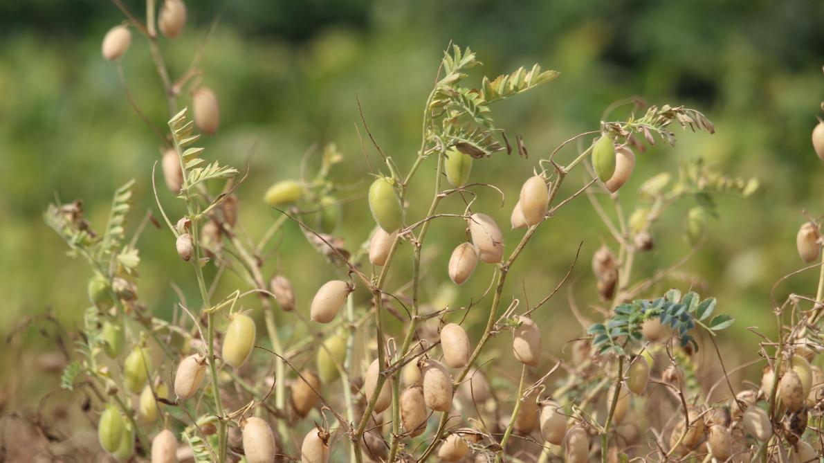 Ketenexperimenten met plantaardige eiwitten leveren beloftevolle ...