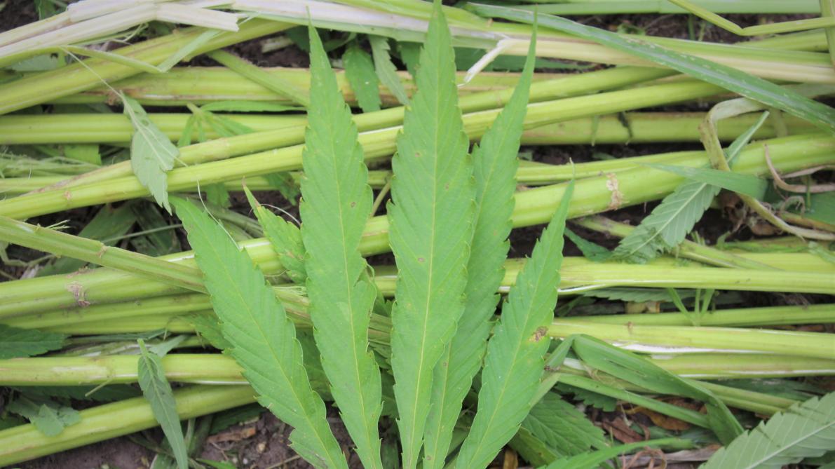 Hyler ontwerpt mee robot voor hennepoogst - Landbouwleven