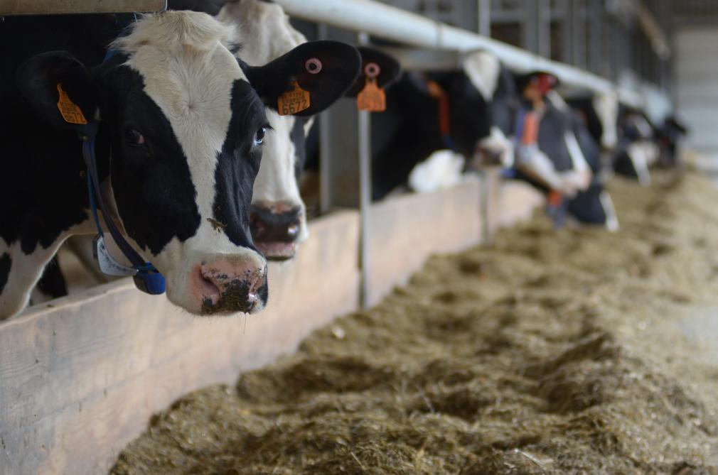 Waarom en hoe methaan reduceren? - Landbouwleven