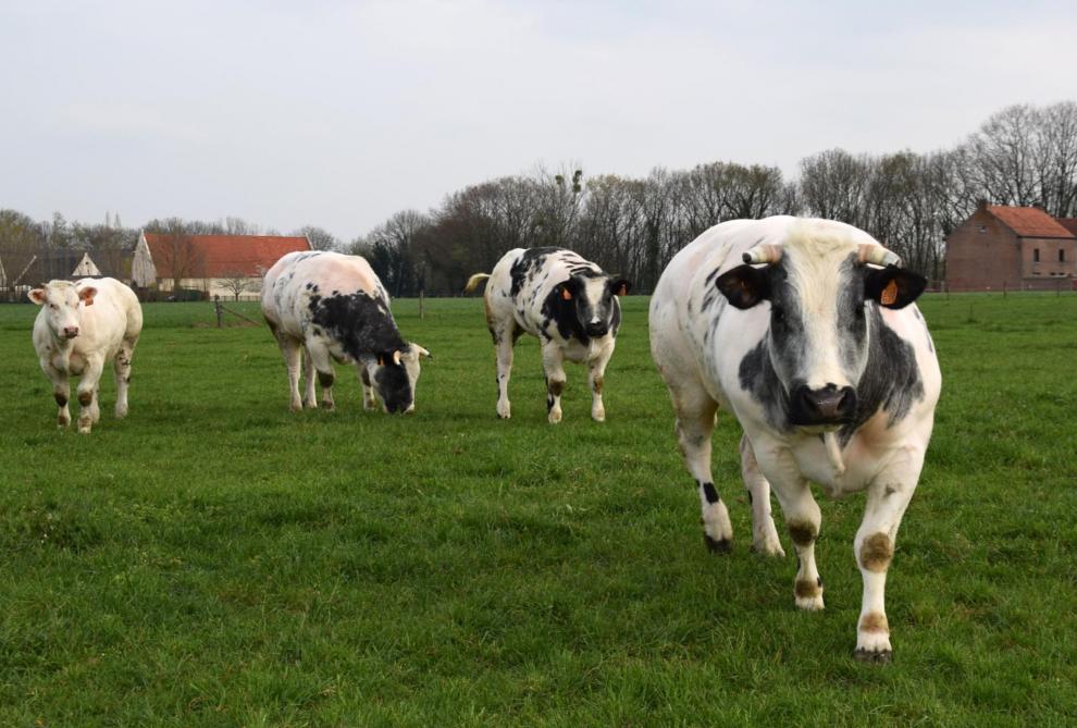 Stabiele prijzen voor BWB-runderen - Landbouwleven