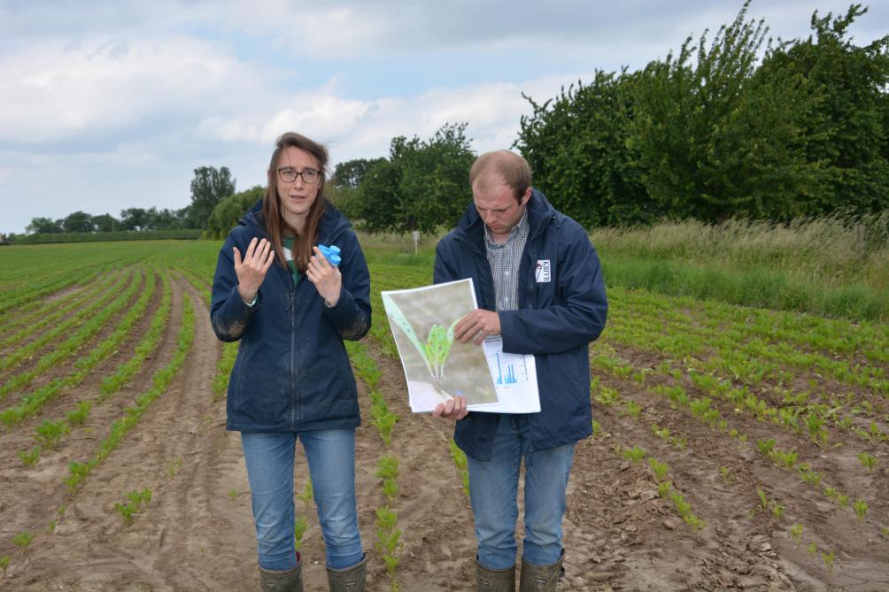 PIBO-campus toont beloftevolle akkerbouwrassen - Landbouwleven