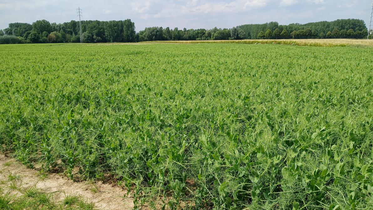 Gele erwt telen in Vlaanderen - Landbouwleven