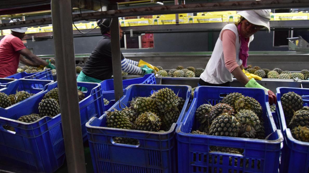 Lezersreis naar Zuid-Afrika: Badenhorst Boerdery, de ananaskoningen ...
