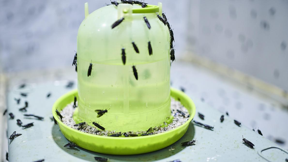 Europese erkenning voor Inagro’s innovaties in insectenkweek ...