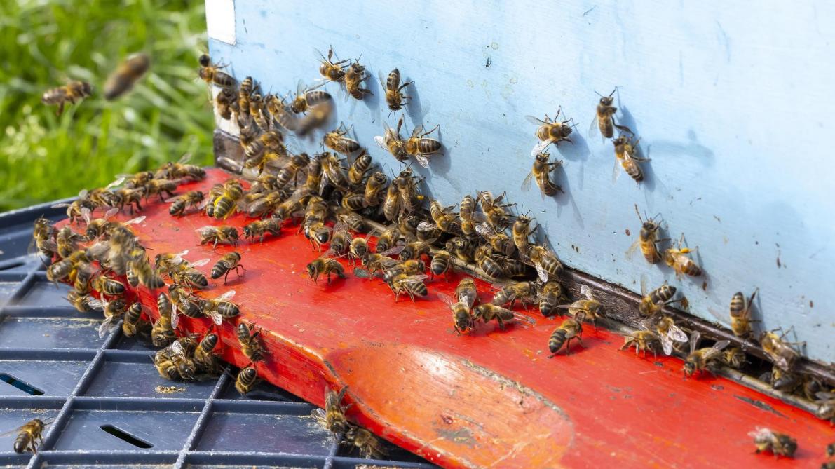 Bij en volk hebben nood aan evenwichtige voeding - Landbouwleven