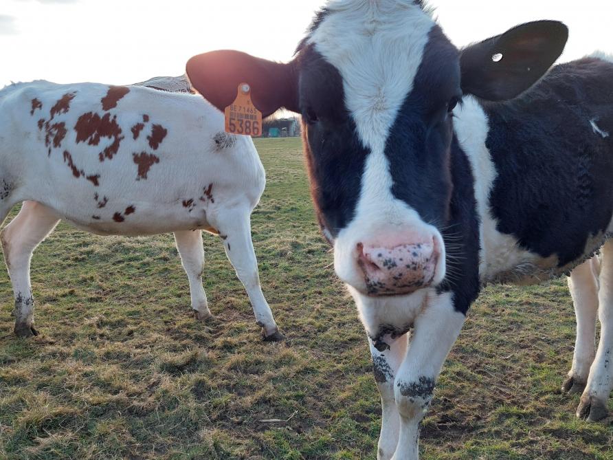 Duurzame wormcontrole met Wormtool - Landbouwleven