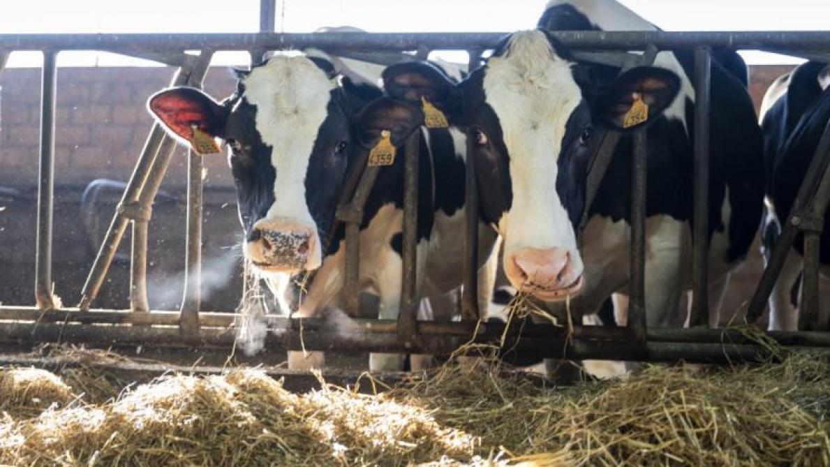 Project KringLoopKoe onderzoekt effecten van voedermiddelen en rantsoenen - Landbouwleven
